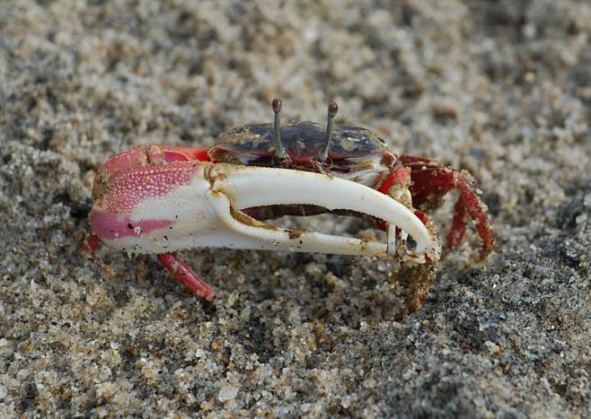 Fiddler crab (Uca inversa), N Madagascar