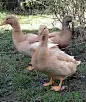 Toulouse Goose Bird Duck Domestic Goose PNG - Free Download-花瓣网