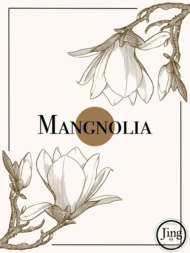 玉兰花插画 - 小红书搜索-花瓣网