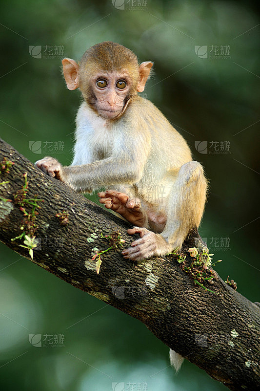 猕猴，猕猴在树上。