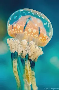 Cephalopod: planktonic octopus paralarva.-花瓣网