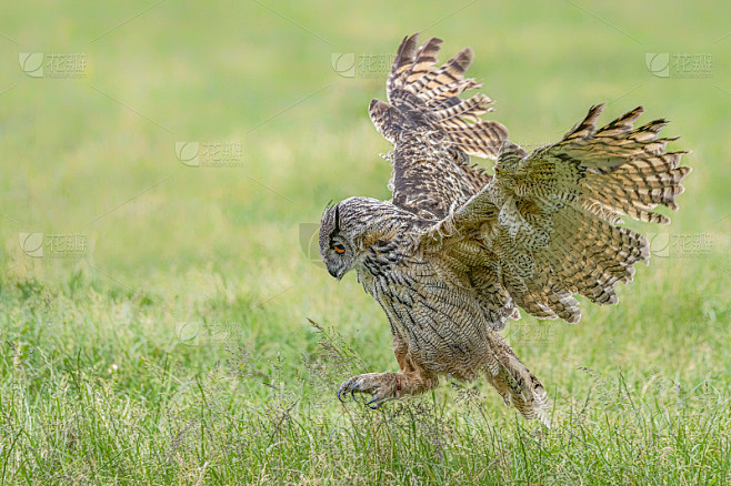 飞行中的欧洲鹰鸮(Bubo Bubo)。