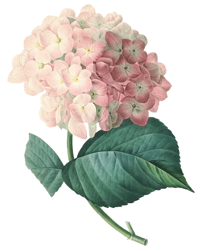 高清PNG免扣花纹-花瓣网