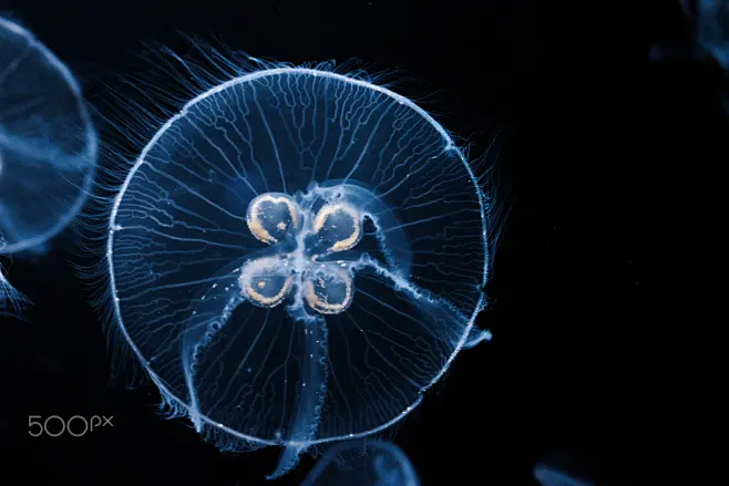 1)round jellyfish.jpg图片_海洋生物图片素材-花瓣网