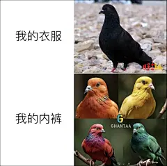 meme（梗图）图片大全-meme（梗图）高清好看的图片--花瓣超级无敌窝窝头的画板