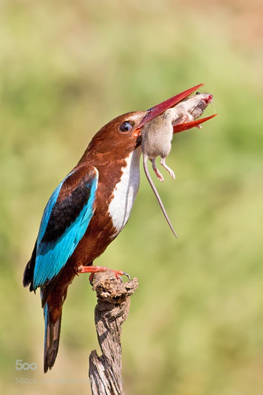 (99+) Tumblr-花瓣网