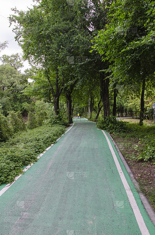 公园里的绿色自行车道