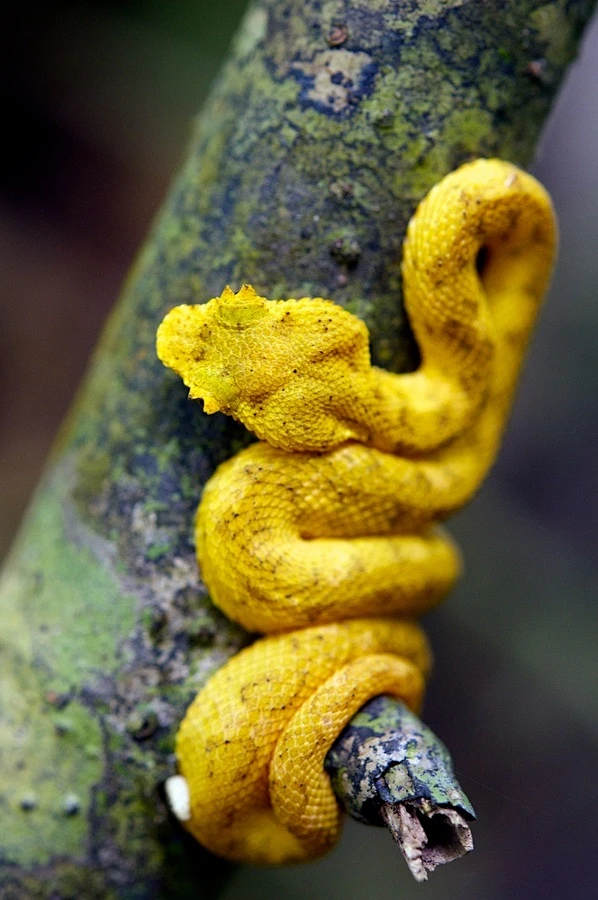 Venomous Eyelid Viper, Costa Rica-花瓣网