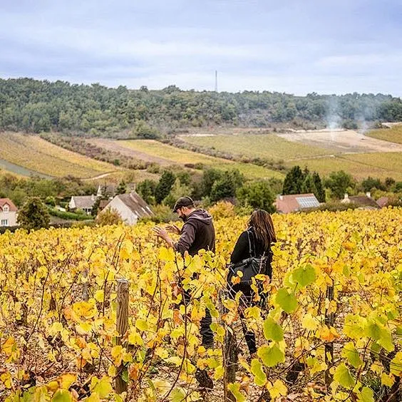 (33) Pinterest-花瓣网