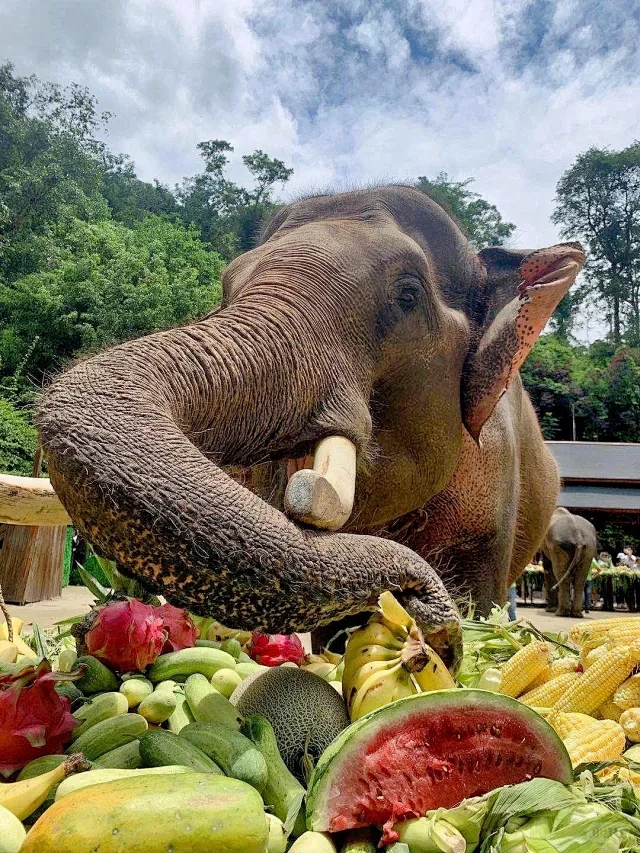 西双版纳动物 - 小红书搜索-花瓣网
