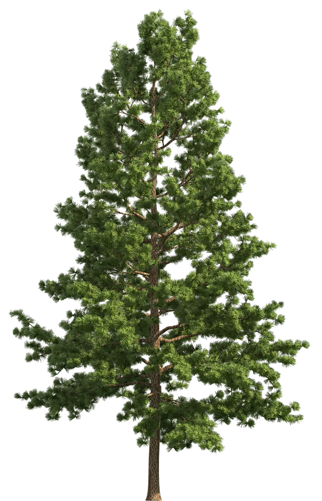 Pine_Realistic_Tree_PNG_Clip_Art-1099-花瓣网