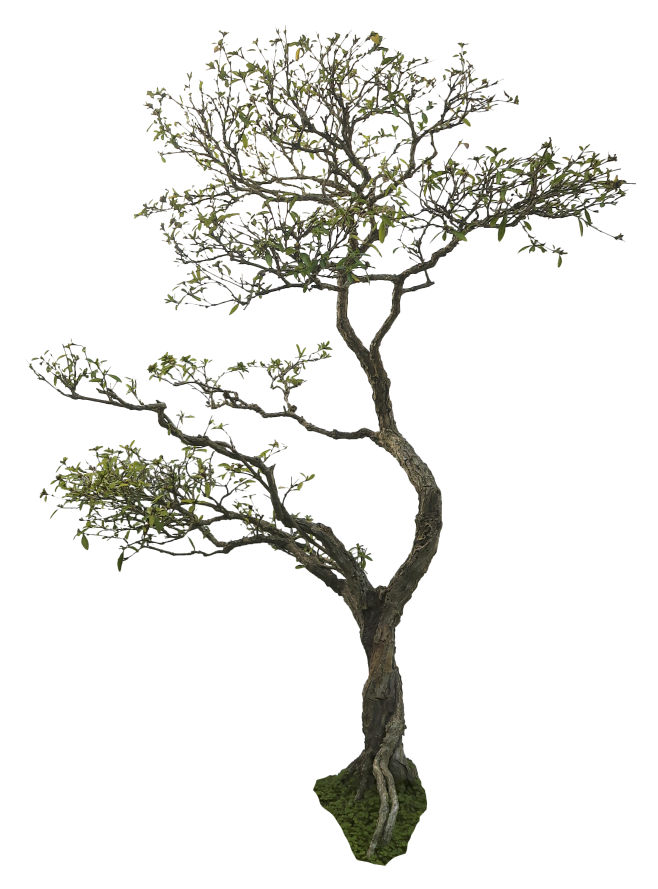 Spring Bonsai Tree Cutout - PIXELREF (50)