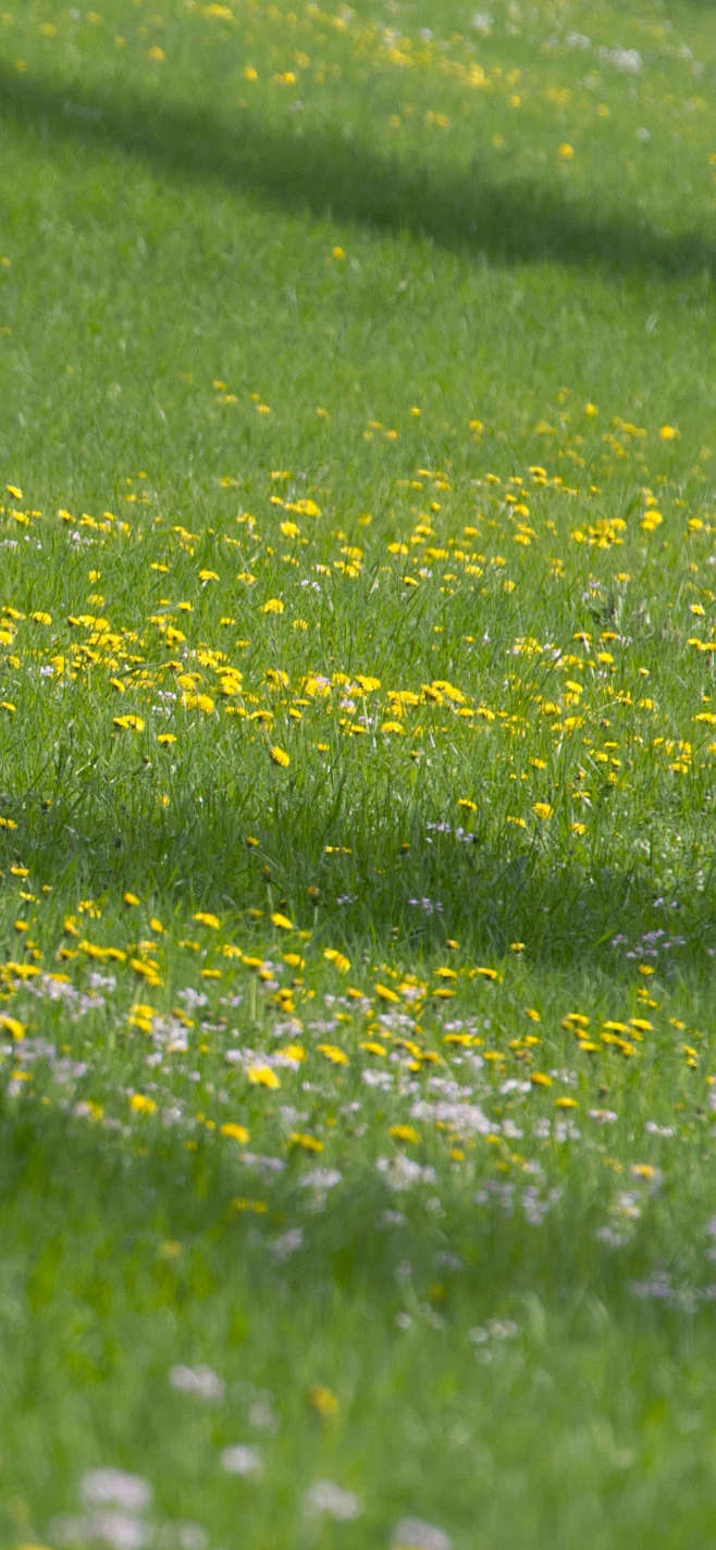青草 花儿 手机壁纸-花瓣网