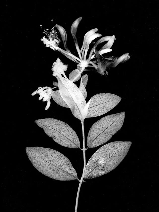 William Arnold-花瓣网