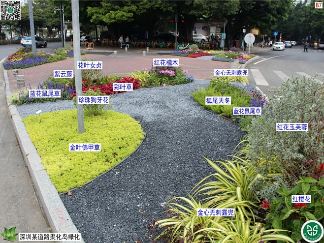 交通岛、道路、花境：深圳道路渠化岛绿化(2022年1月)图片_植物-花镜植物图片素材-花瓣网
