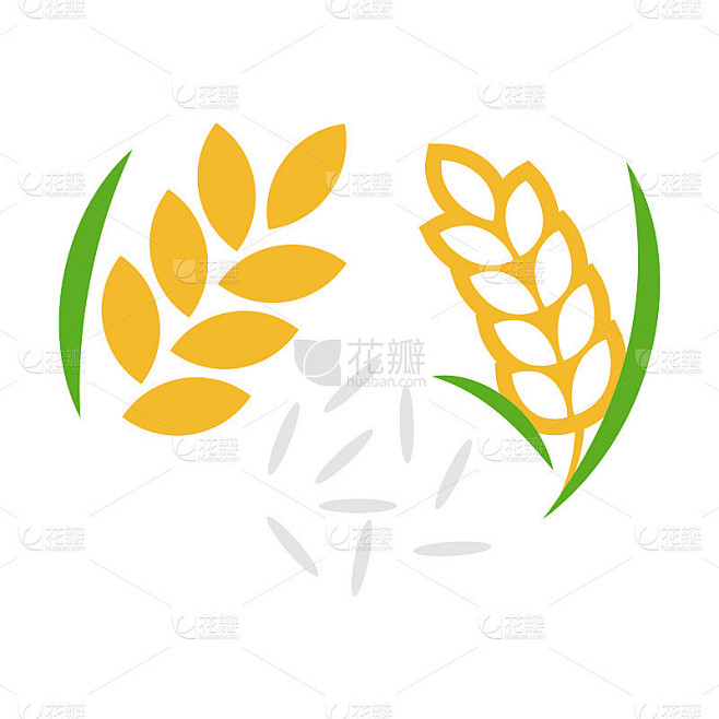 水稻和谷物矢量插图孤立的白色背景