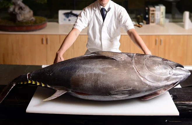 蓝鳍金枪鱼摄影照片-花瓣网