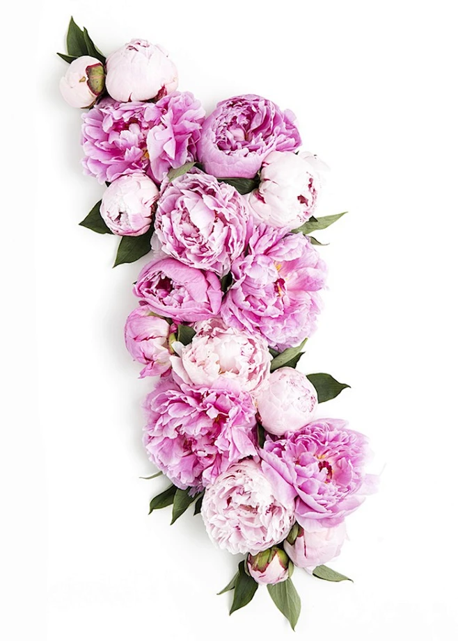 Pink Peanies_Shay Cochrane_Promo1_-花瓣网