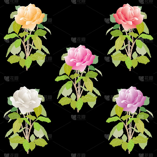 Vector image of delicate colorful garden roses素材-花瓣网