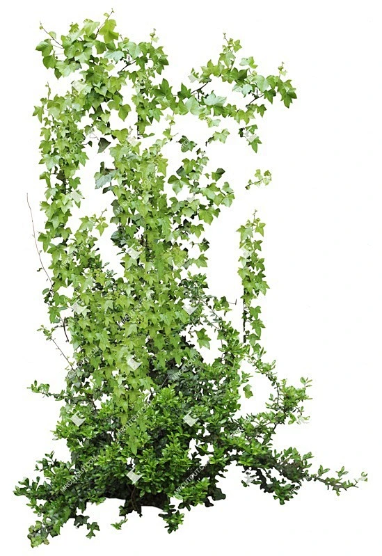 Cut out climbing plants hedera helix vegetation png (10585)-花瓣网
