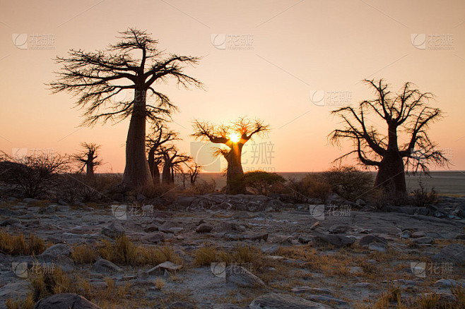 日出的猴面包树