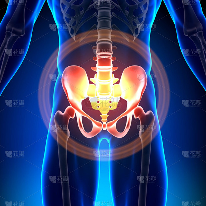 hip sacrum pubis sedací kost kyčelní - anatomie ko