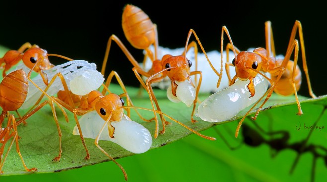 bug eye :)——Team of Love