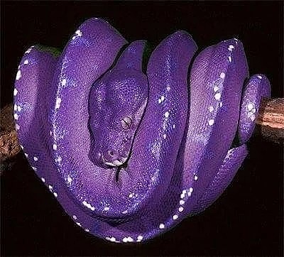 pc_680_webp.webp (5)