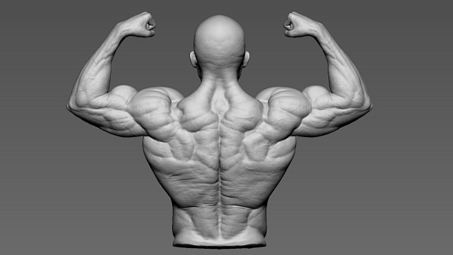 Bodybuilder Back - Anatomy