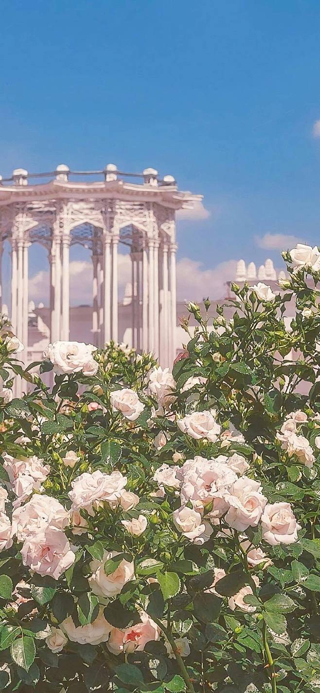 手机壁纸 植物 风景 玫瑰花