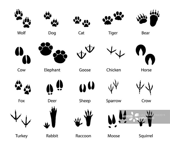 矢量,动物,鸟类,运动跑道,小路正版图片素材