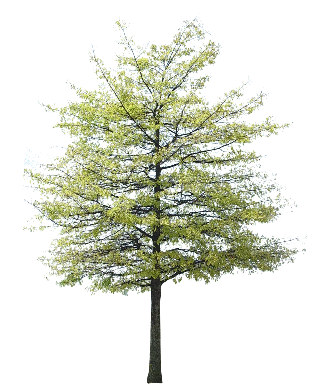 小叶榄仁-花瓣网