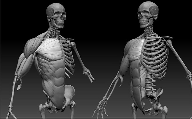 AnatomyTool 项目 - WIP 1
