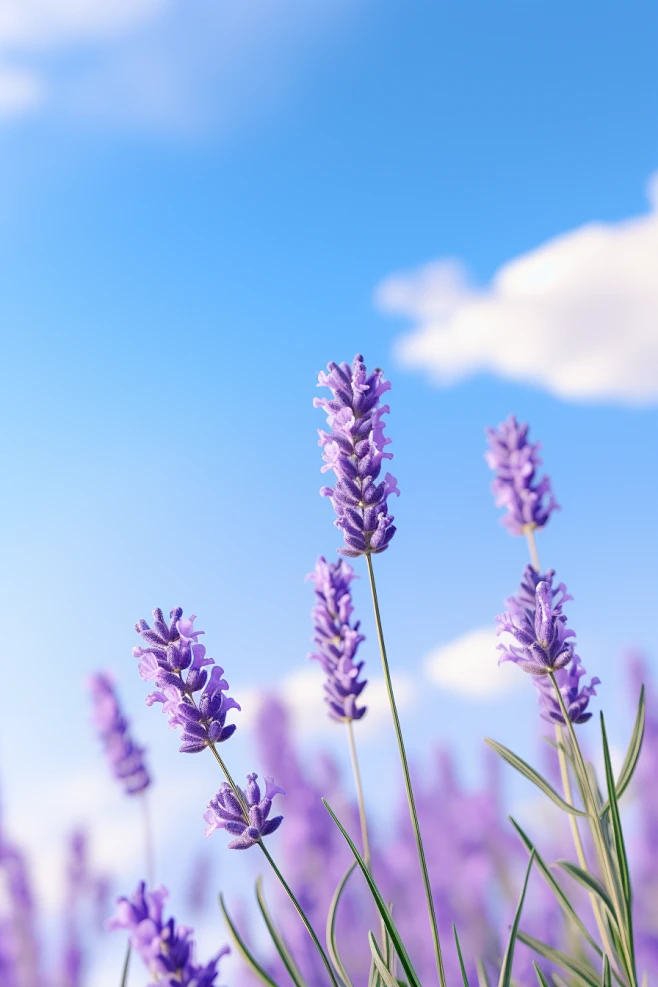 geomyidae_Lavender_Sky_background_12_noon_Bright_light_close-up_bcc3c3db-d3e7-420d-b8ac ...