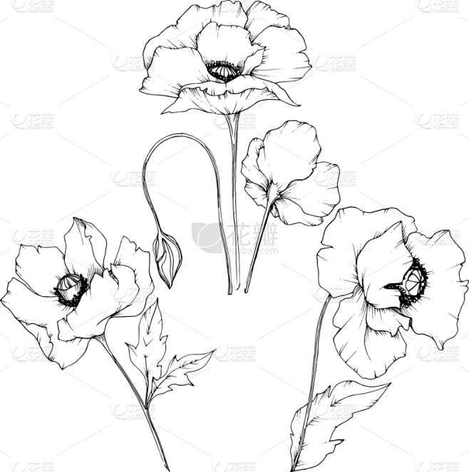 wildflower poppy in a style isolated图片_纹理图片素材-花瓣网