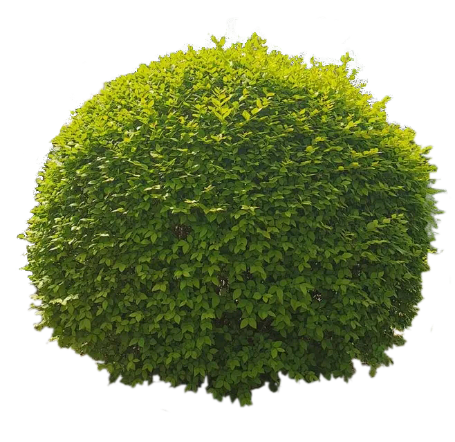 金叶女贞球H120 W120图片_植物PS素材图片素材-花瓣网