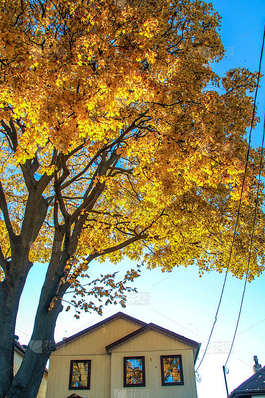 加拿大多伦多东约克公园的景观。秋天的树