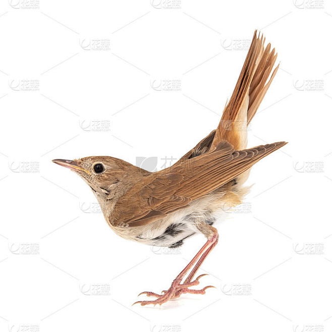 一种普通的夜莺，被孤立在白色的背景上。