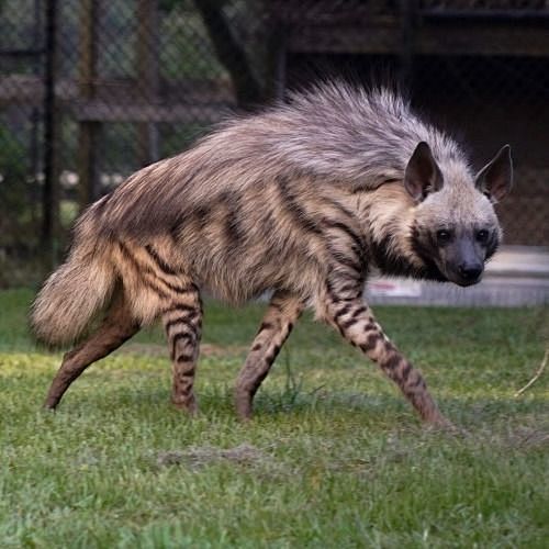 Aardwolf!