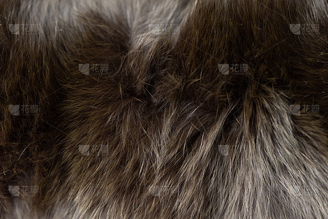 动物的毛发
