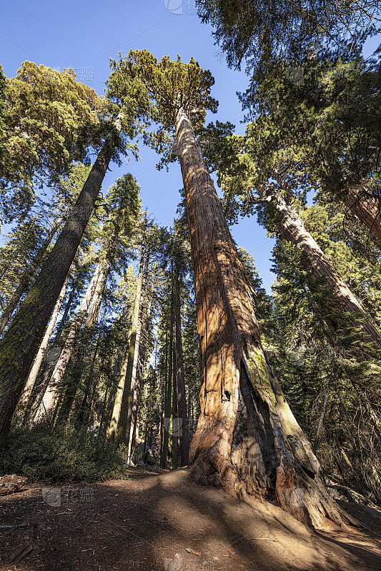 红杉和国王峡谷国家公园