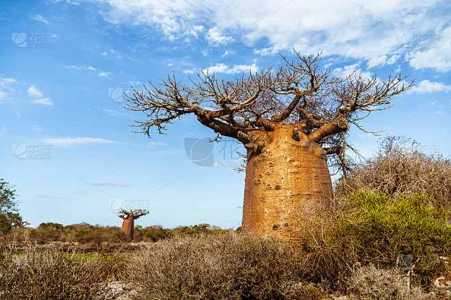 猴面包树和大草原