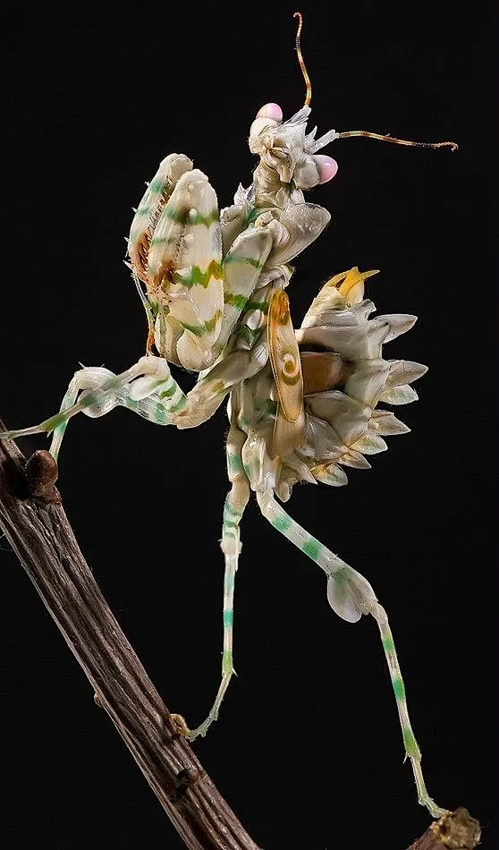 mantis:图片_配饰图片素材-花瓣网