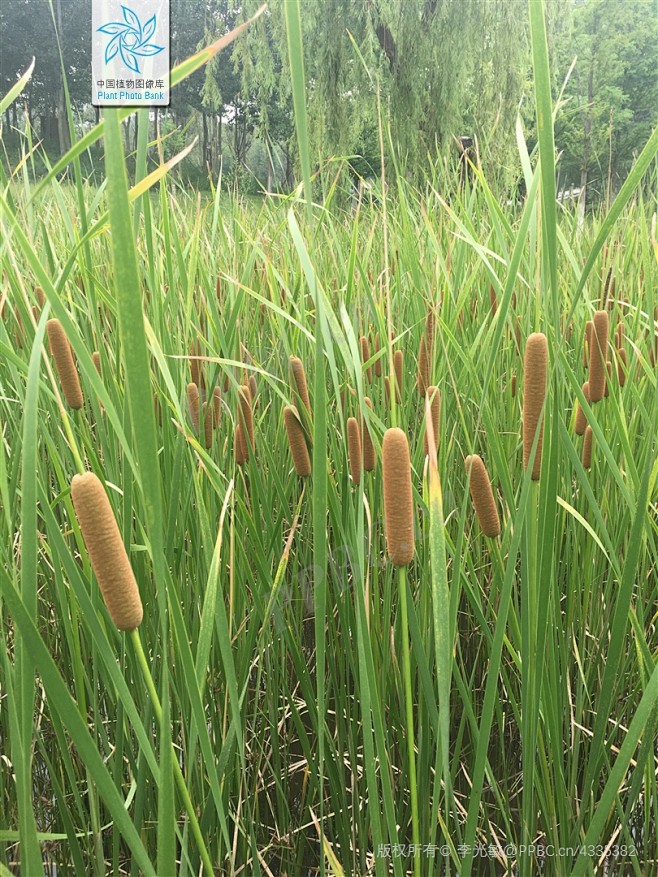 香蒲 Typha orientalis Presl 中国植物图像库