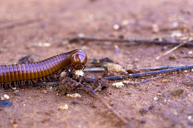 千足虫是一种小型爬行动物，有很多腿。千足虫是一种令人恶心的生物，因为它有很多条腿，应该是令人恶心的。
