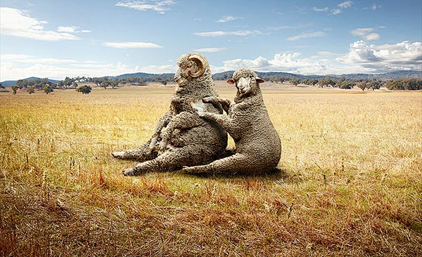 Bayer : Client. BayerJob Title. Avenge - highly evolved lice ...