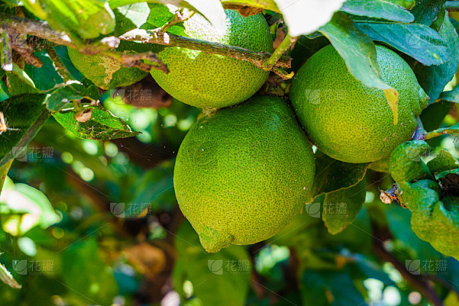 Green lemons on a garden tree