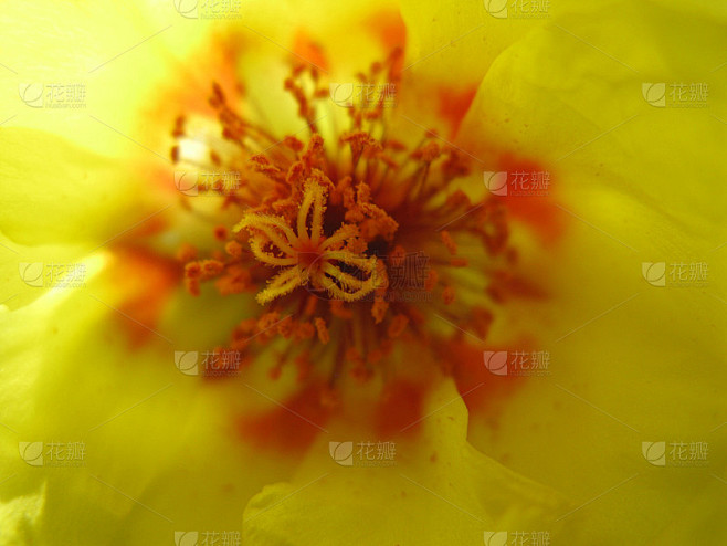 P.Spring橙色专辑