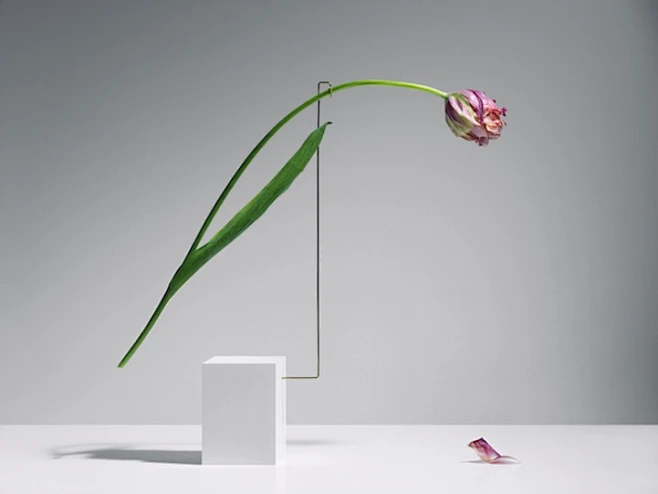Elegant Flowers Sculpted Into Unexpected Minimalist Arrangements ...