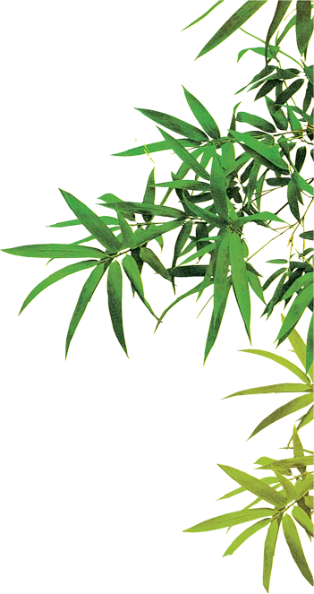 竹子 (22)-花瓣网